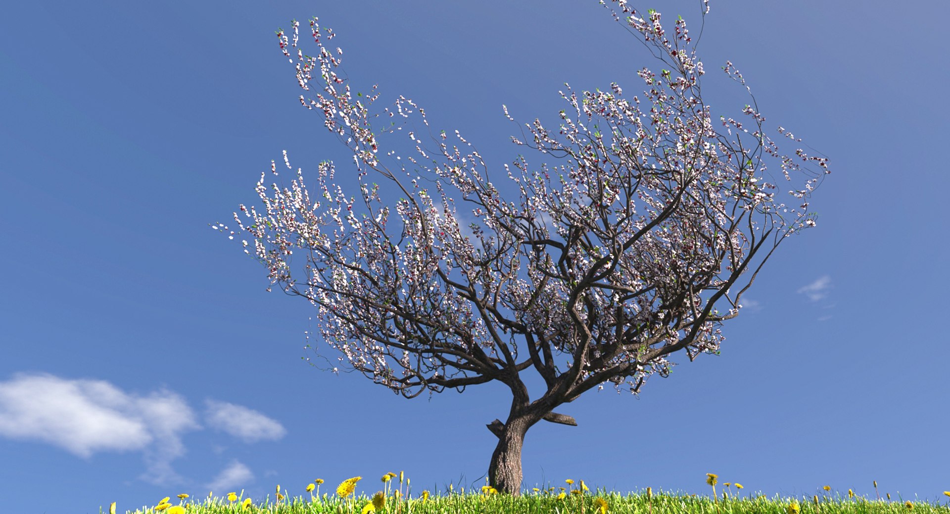 3d Model Blossoming Apricot Tree