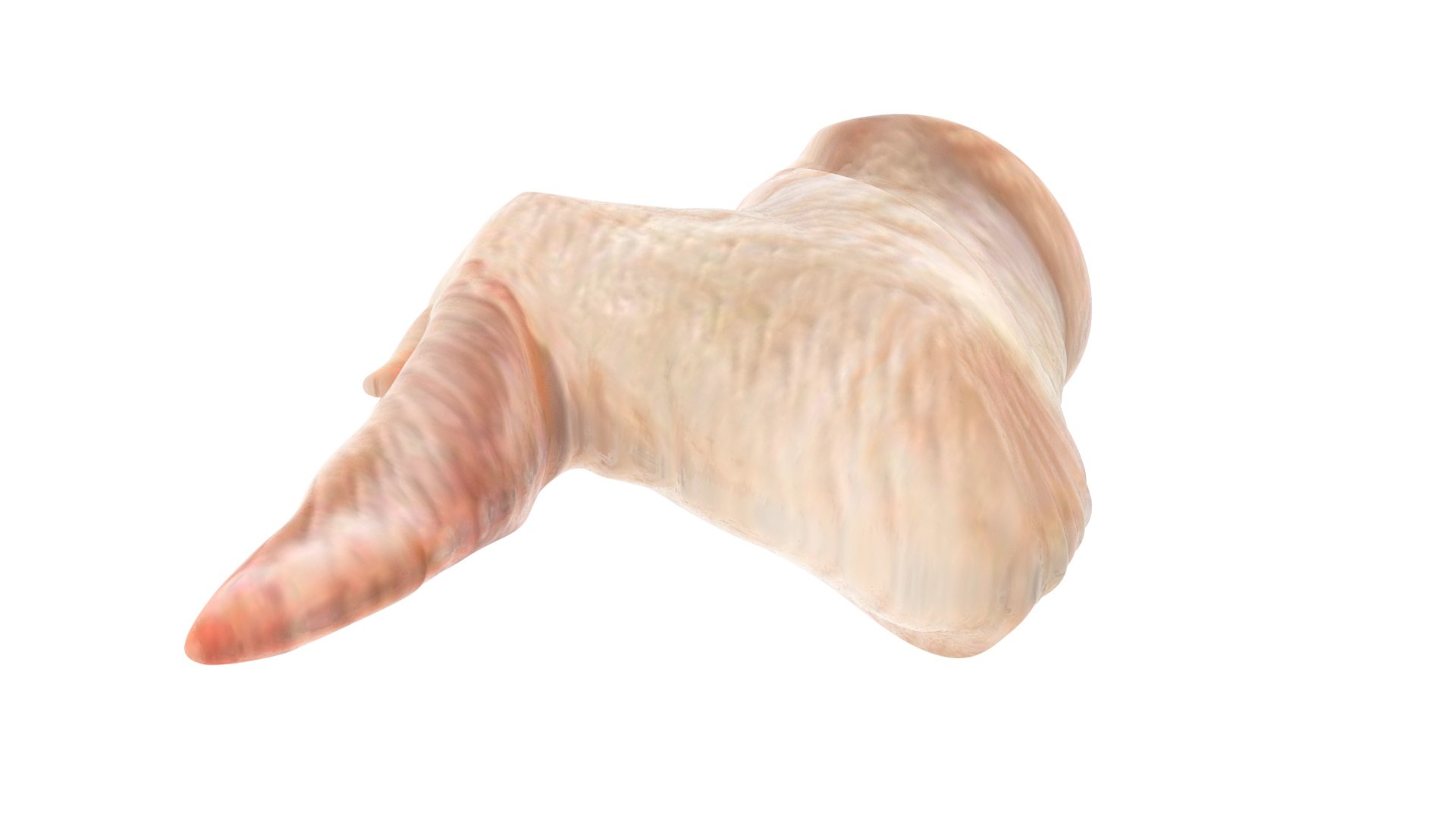 Chicken Wing 3D Model - TurboSquid 2249600