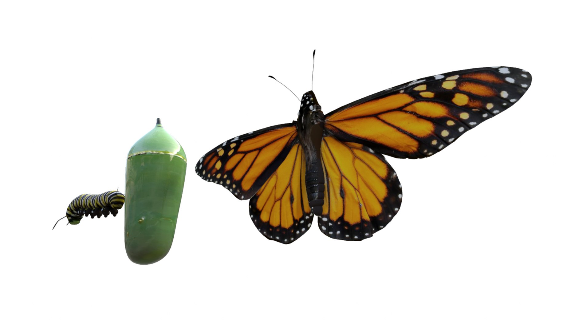 Monarch butterfly insect flying 3D model - TurboSquid 1559039
