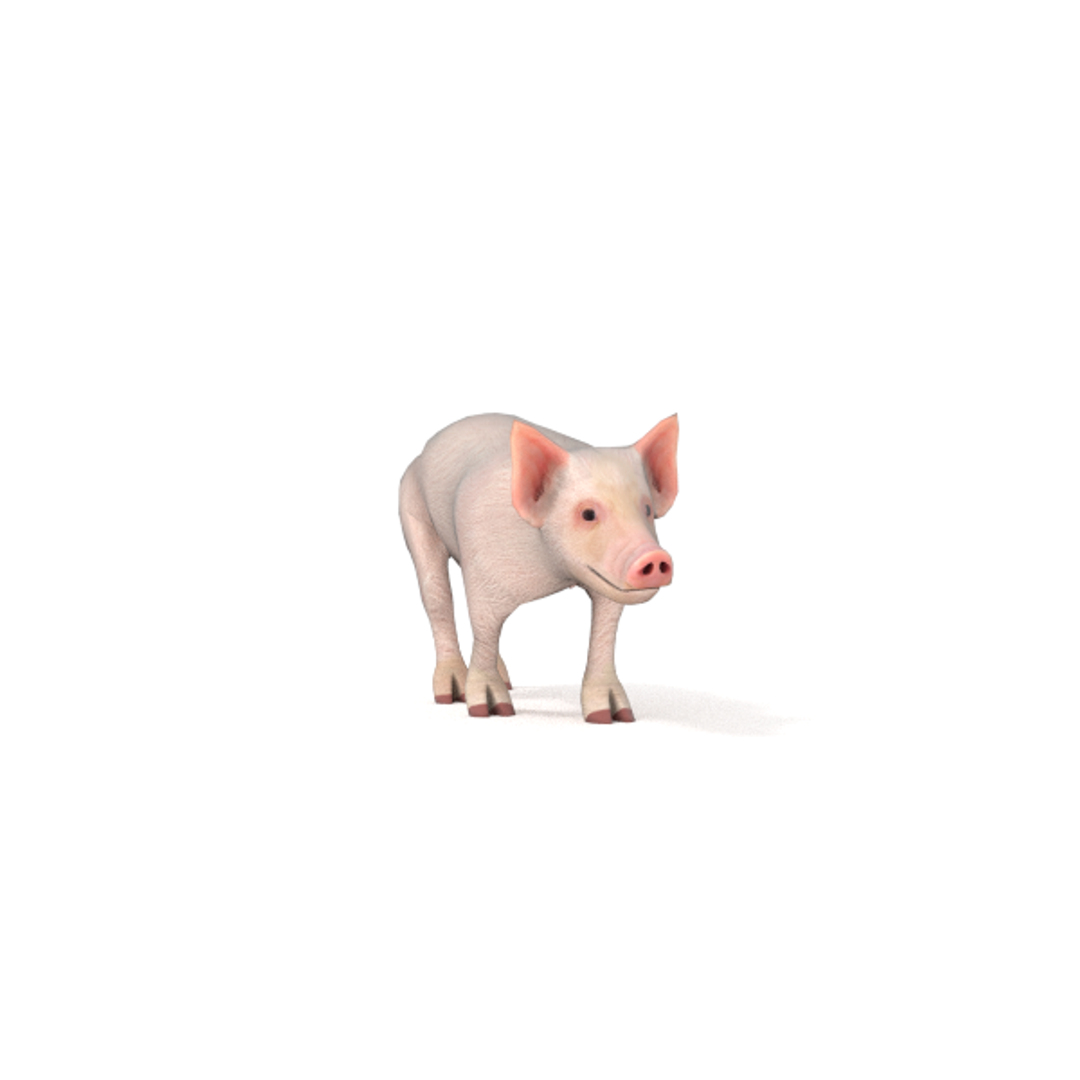 3d Pig Animation