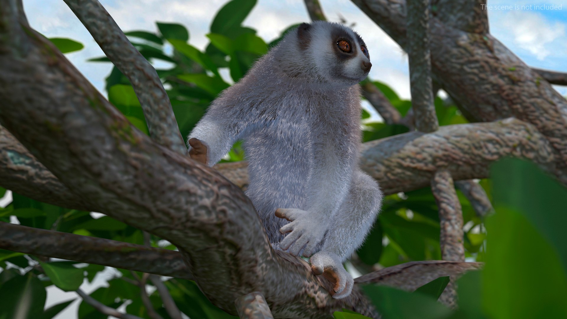 Javan Slow Loris Fur Rigged 3D Model - TurboSquid 2146606