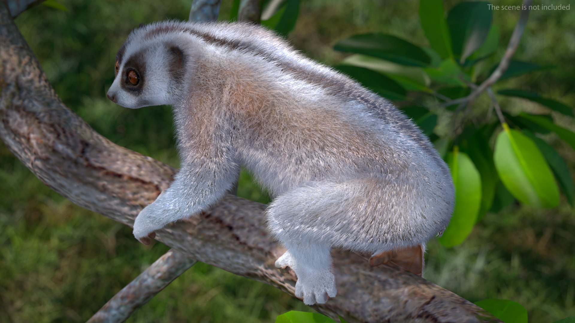 Javan Slow Loris Fur Rigged 3D Model - TurboSquid 2146606