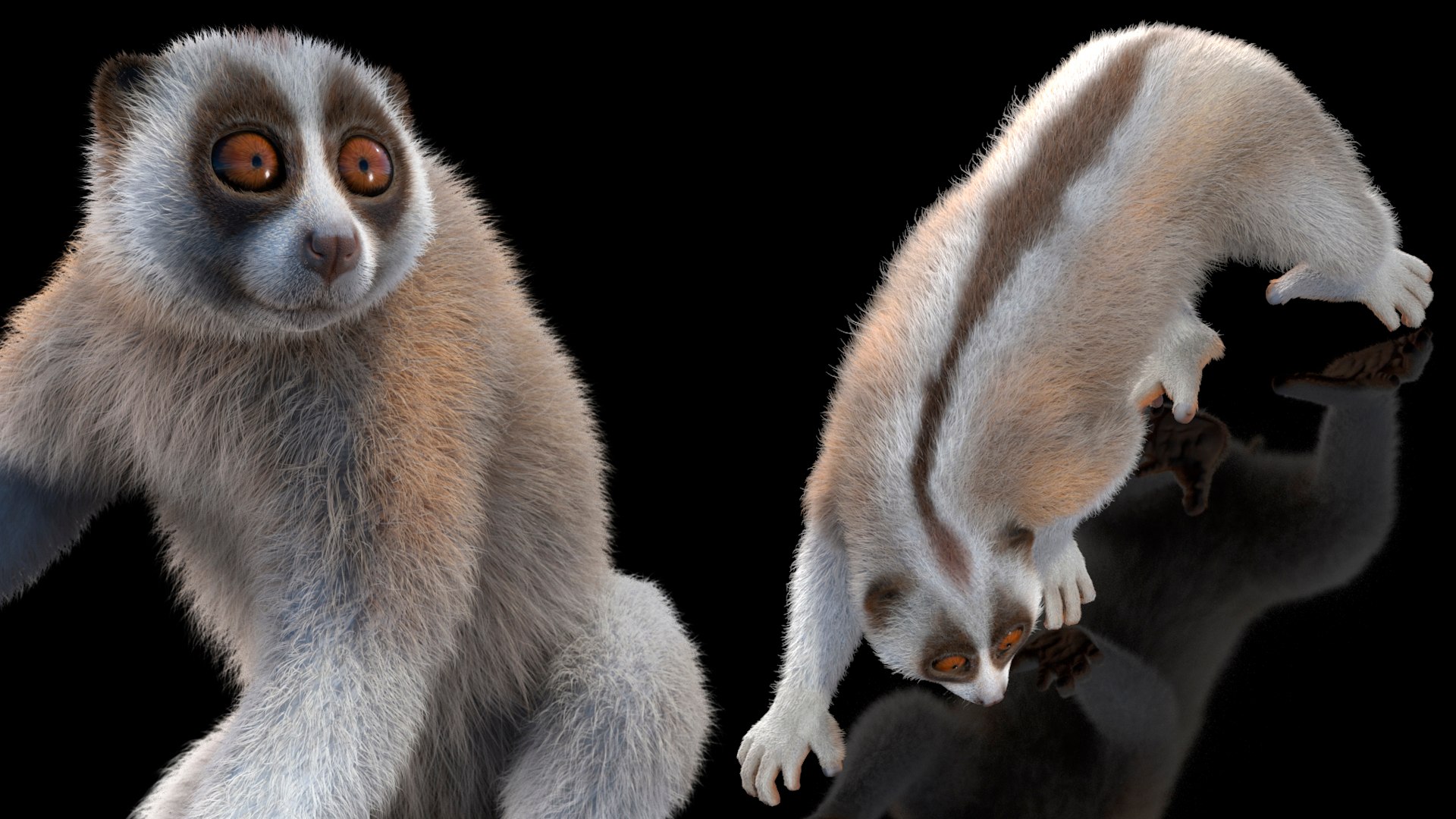 Javan Slow Loris Fur Rigged 3D Model - TurboSquid 2146606