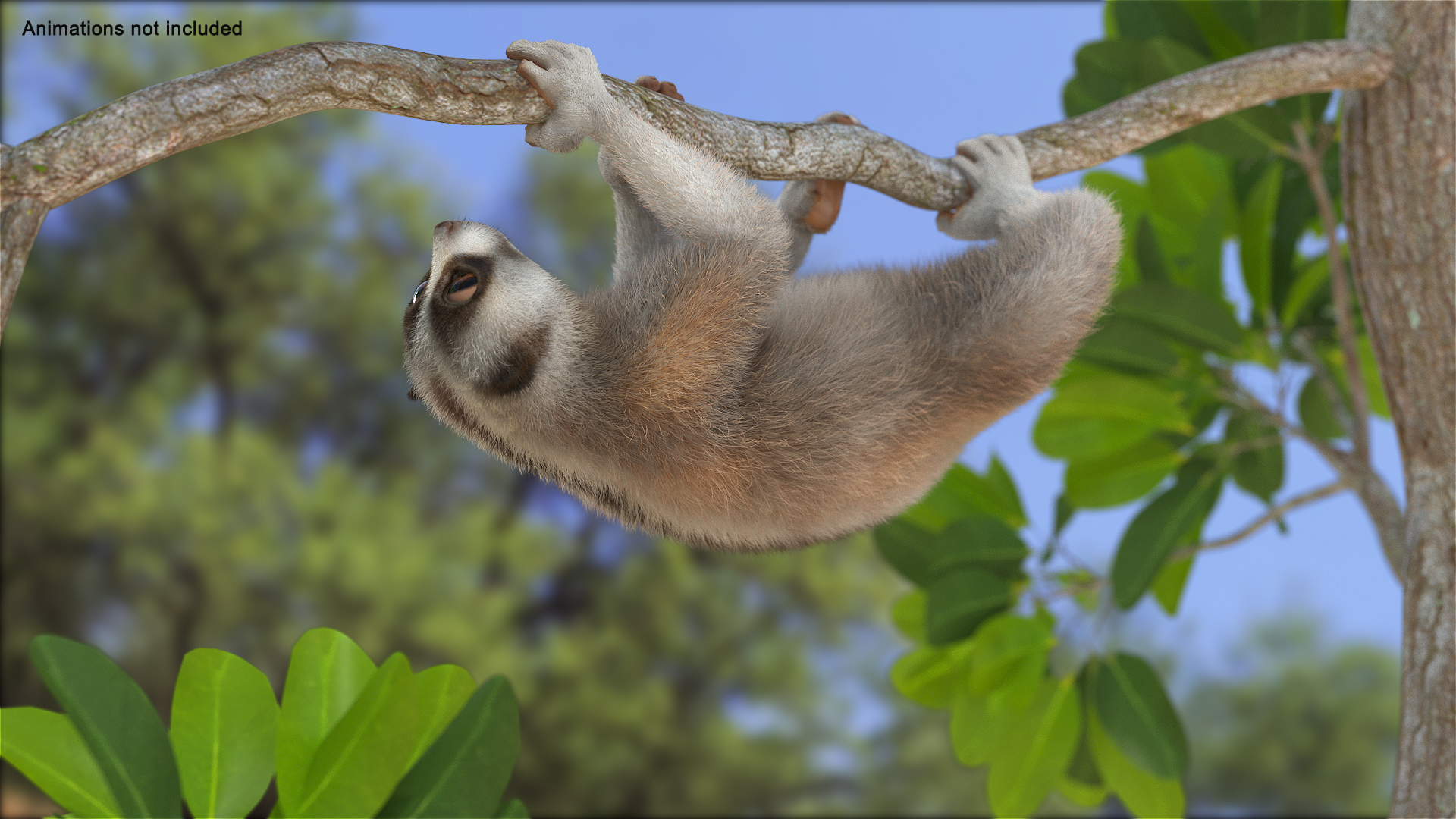 Javan Slow Loris Fur Rigged 3D Model - TurboSquid 2146606