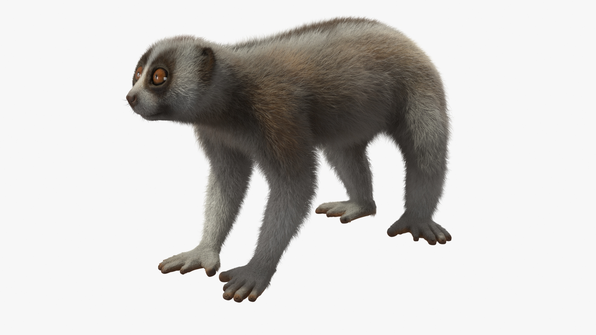 Javan Slow Loris Fur Rigged 3D Model - TurboSquid 2146606