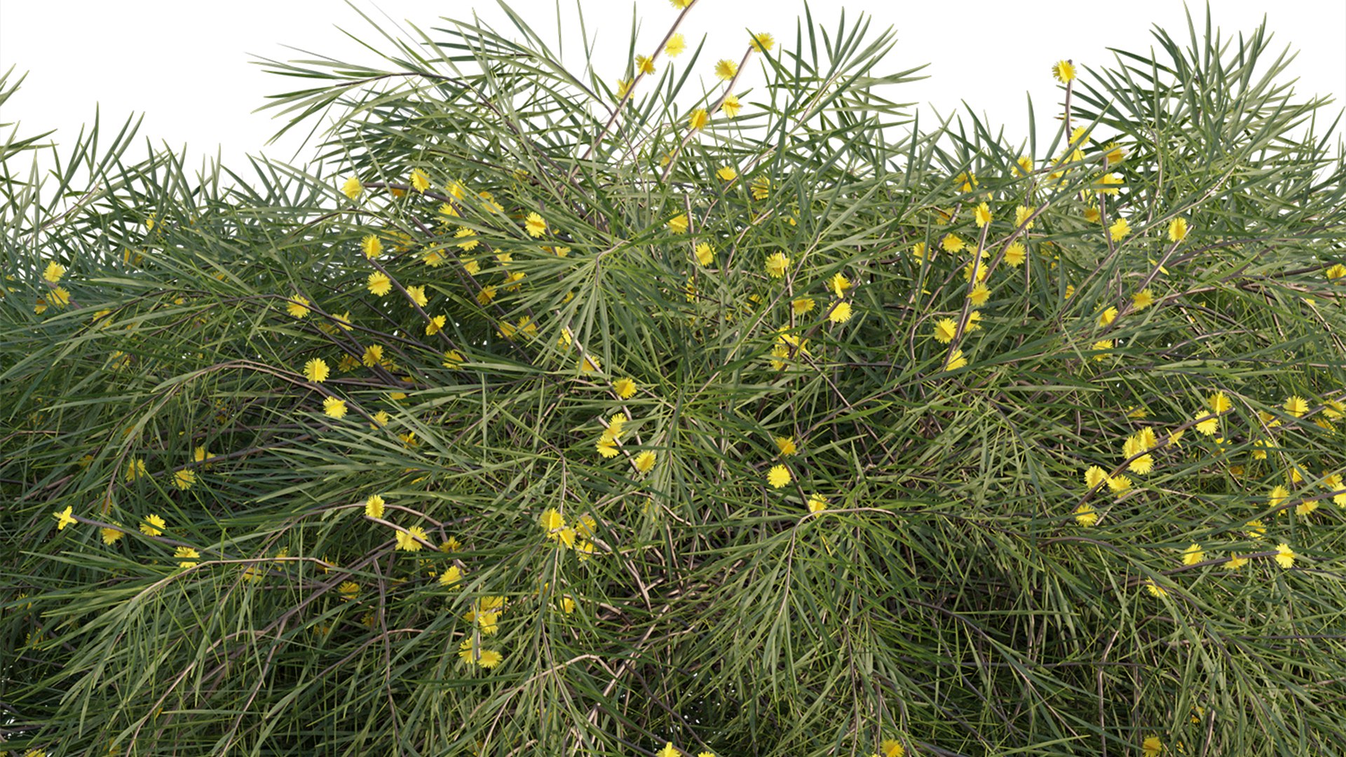 Acacia Cognata Limelight - River Wattle 02 Model - TurboSquid 1912486
