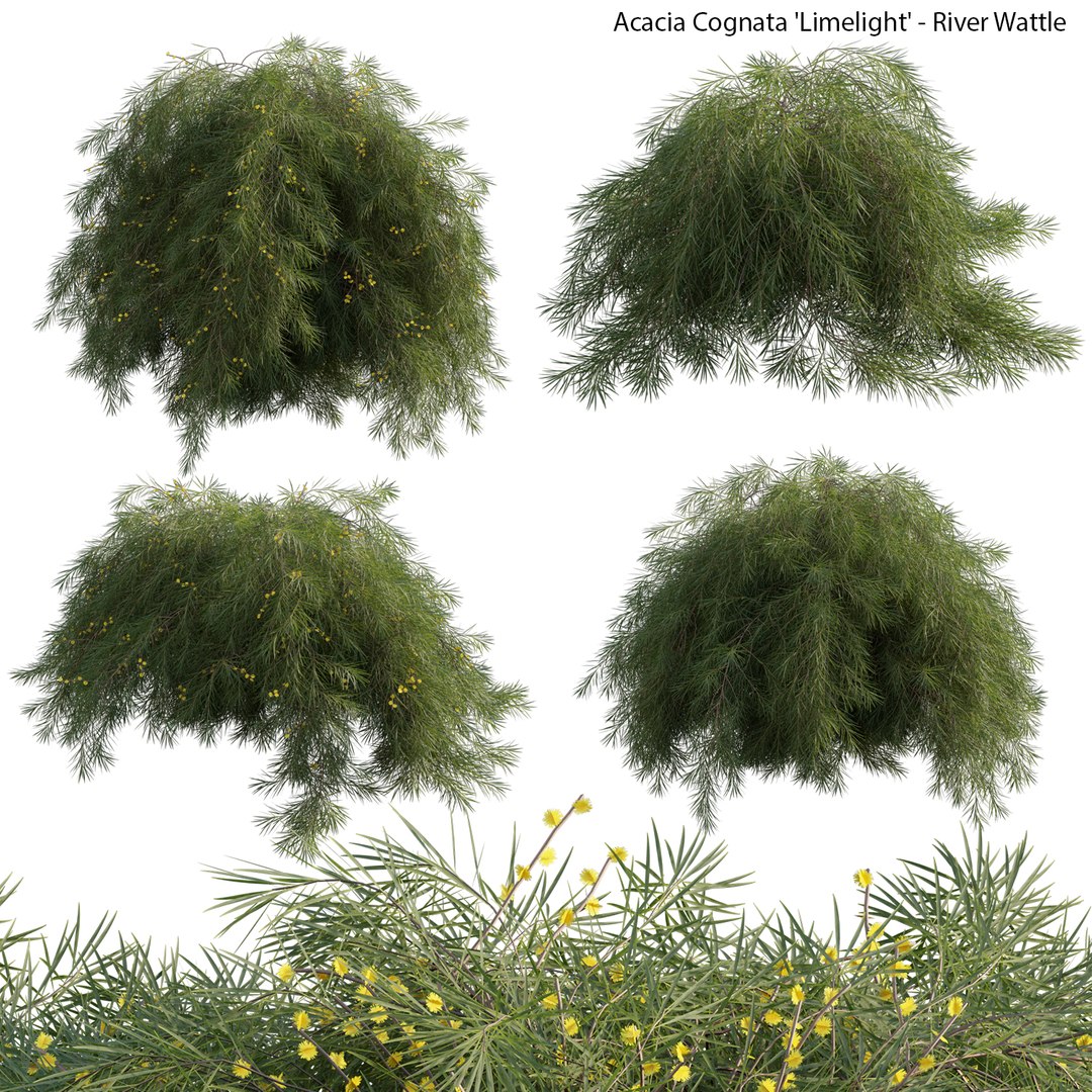 Acacia Cognata Limelight - River Wattle 02 Model - TurboSquid 1912486