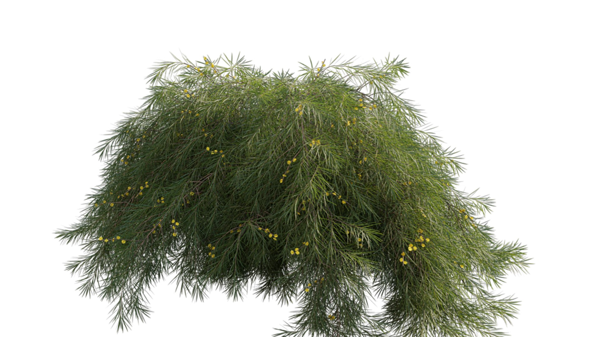 Acacia Cognata Limelight - River Wattle 02 Model - TurboSquid 1912486