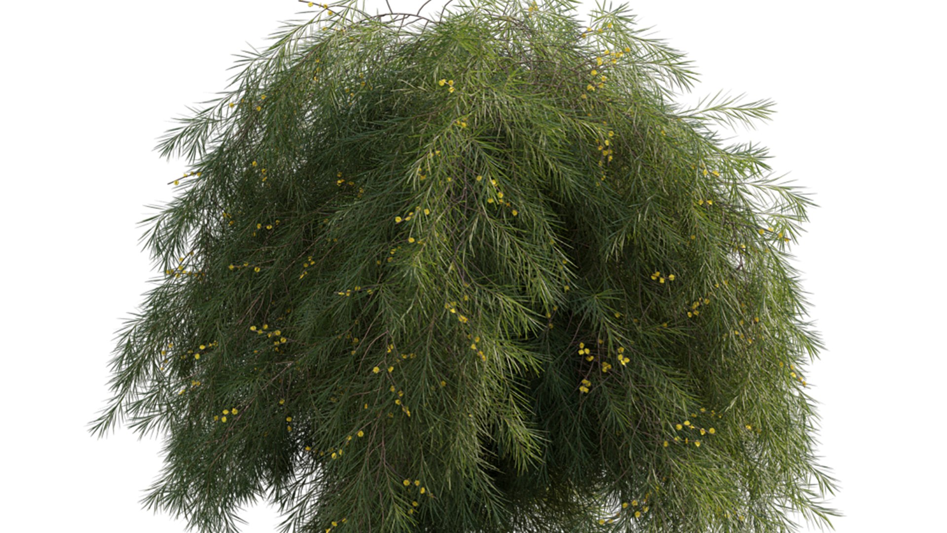 Acacia Cognata Limelight - River Wattle 02 Model - TurboSquid 1912486