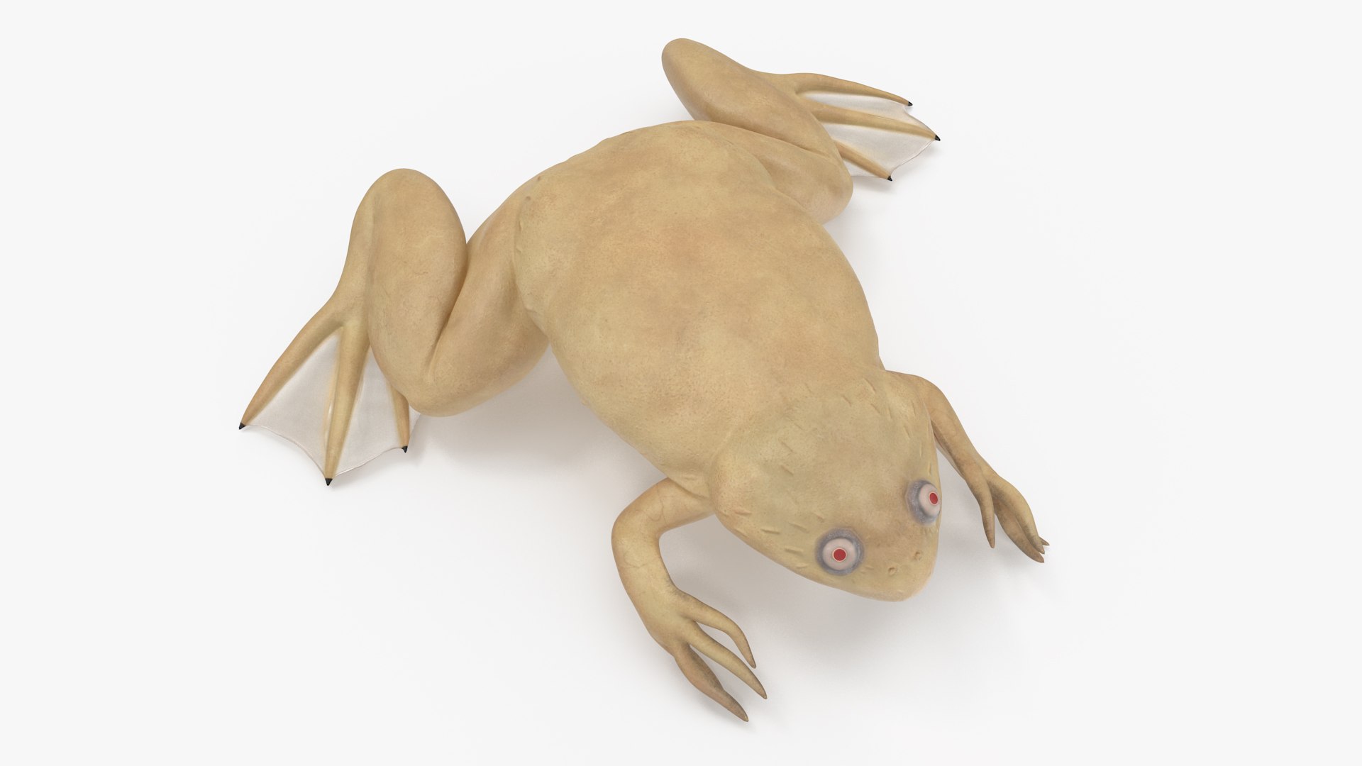 Xenopus African Clawed Toad Sits Pose 3D model - TurboSquid 2132255