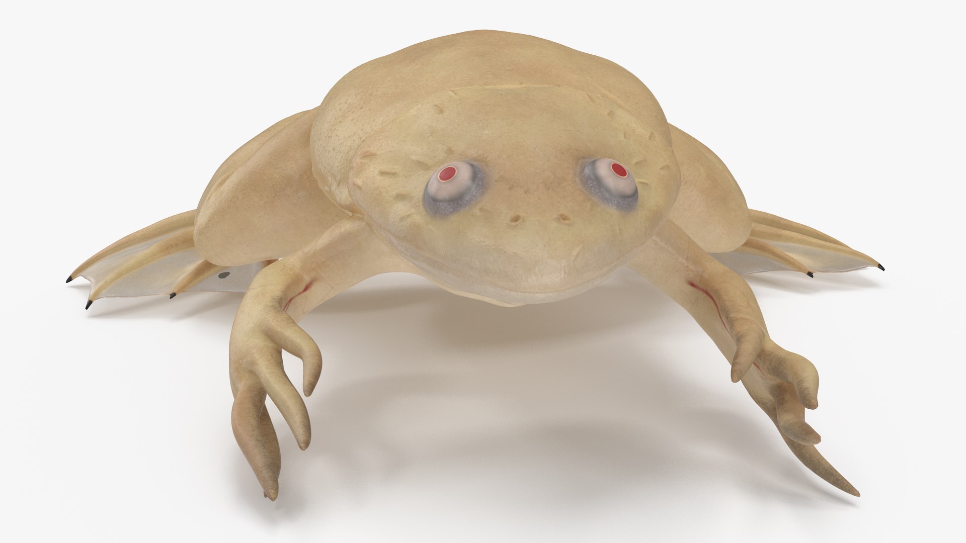 Xenopus African Clawed Toad Sits Pose 3D model - TurboSquid 2132255