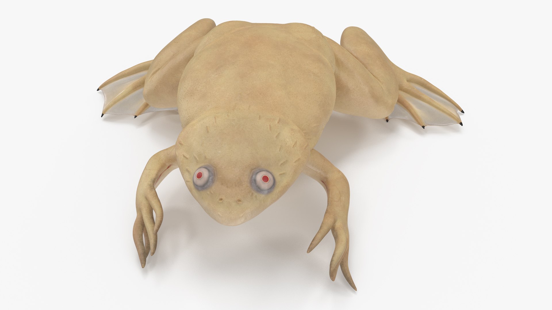 Xenopus African Clawed Toad Sits Pose 3D model - TurboSquid 2132255