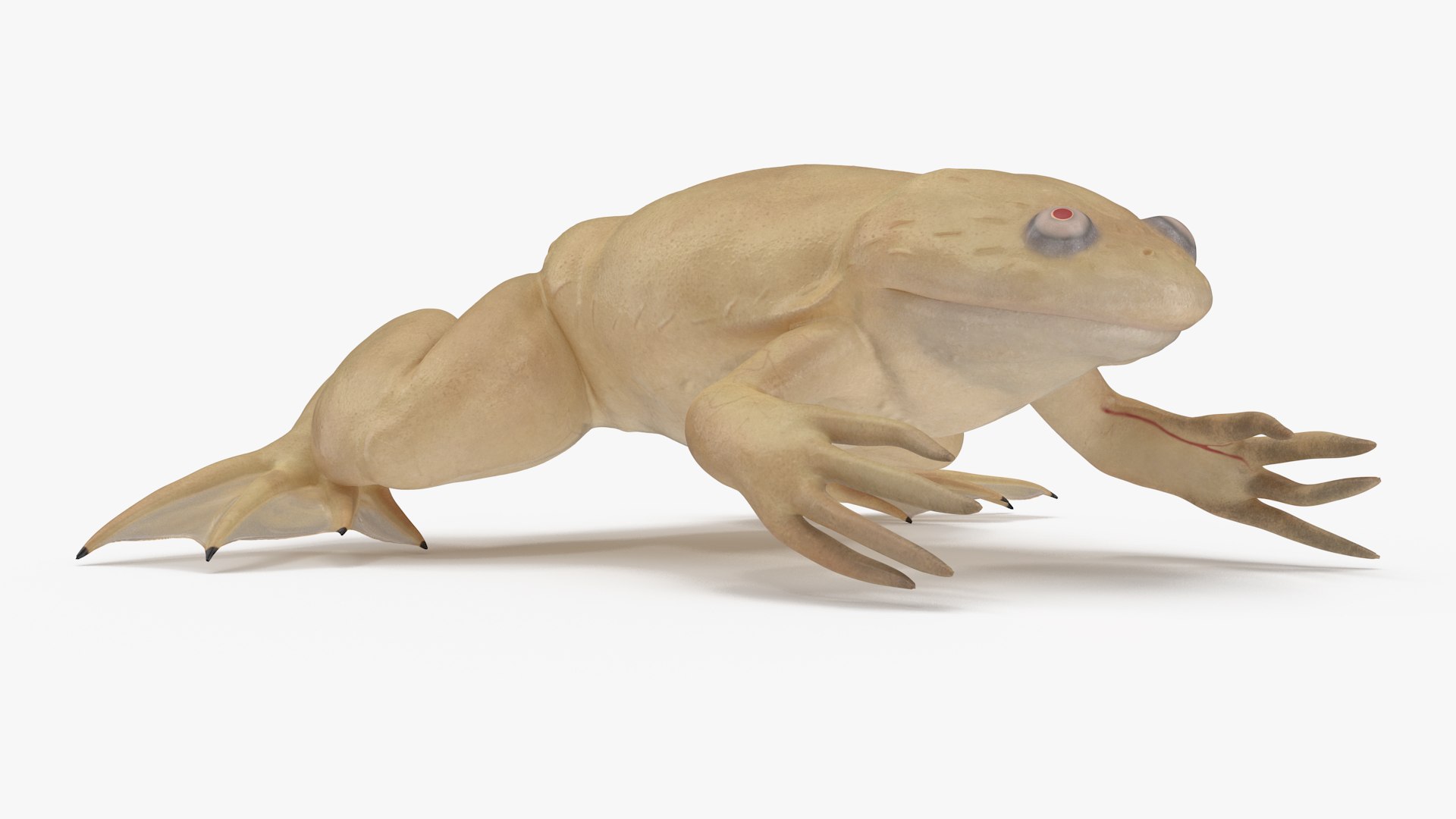 Xenopus African Clawed Toad Sits Pose 3D model - TurboSquid 2132255