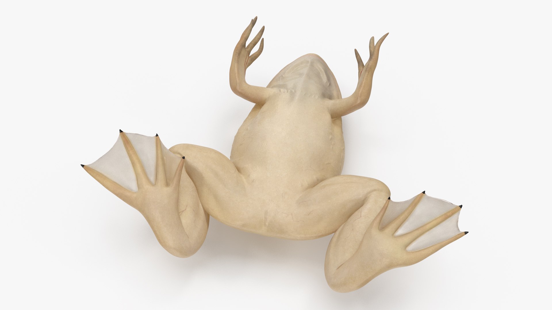 Xenopus African Clawed Toad Sits Pose 3D model - TurboSquid 2132255