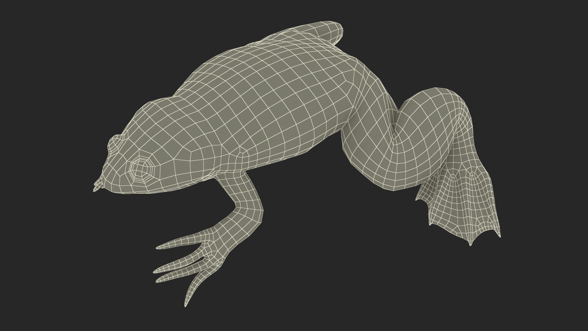 Xenopus African Clawed Toad Sits Pose 3D model - TurboSquid 2132255