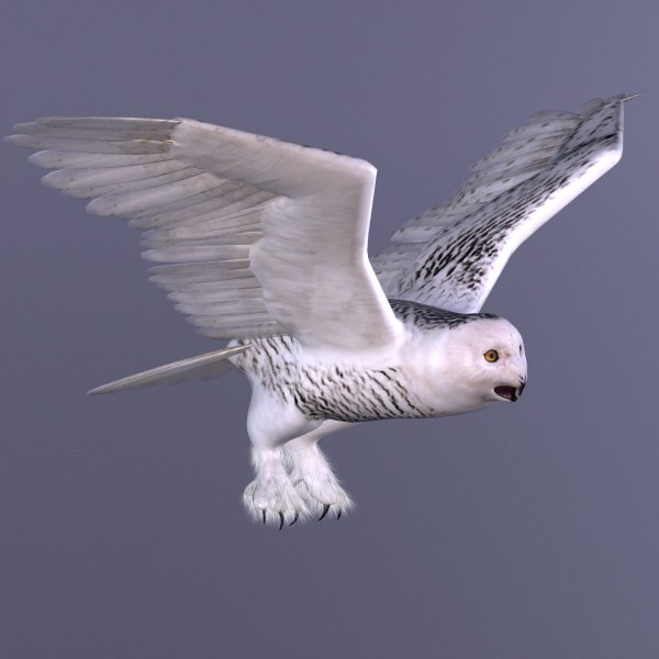 3d model owl snowy