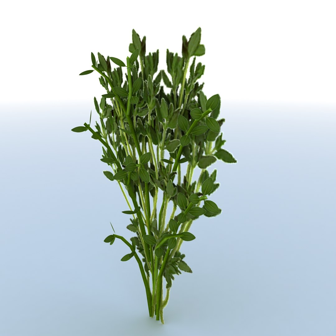 3d Model Thyme Herb