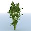 3d Model Thyme Herb