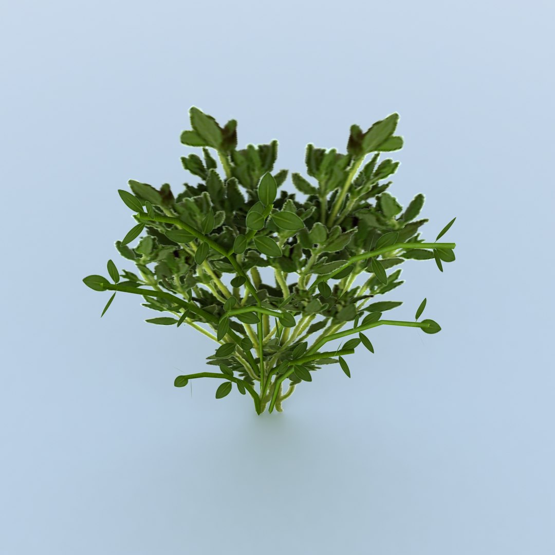 3d Model Thyme Herb