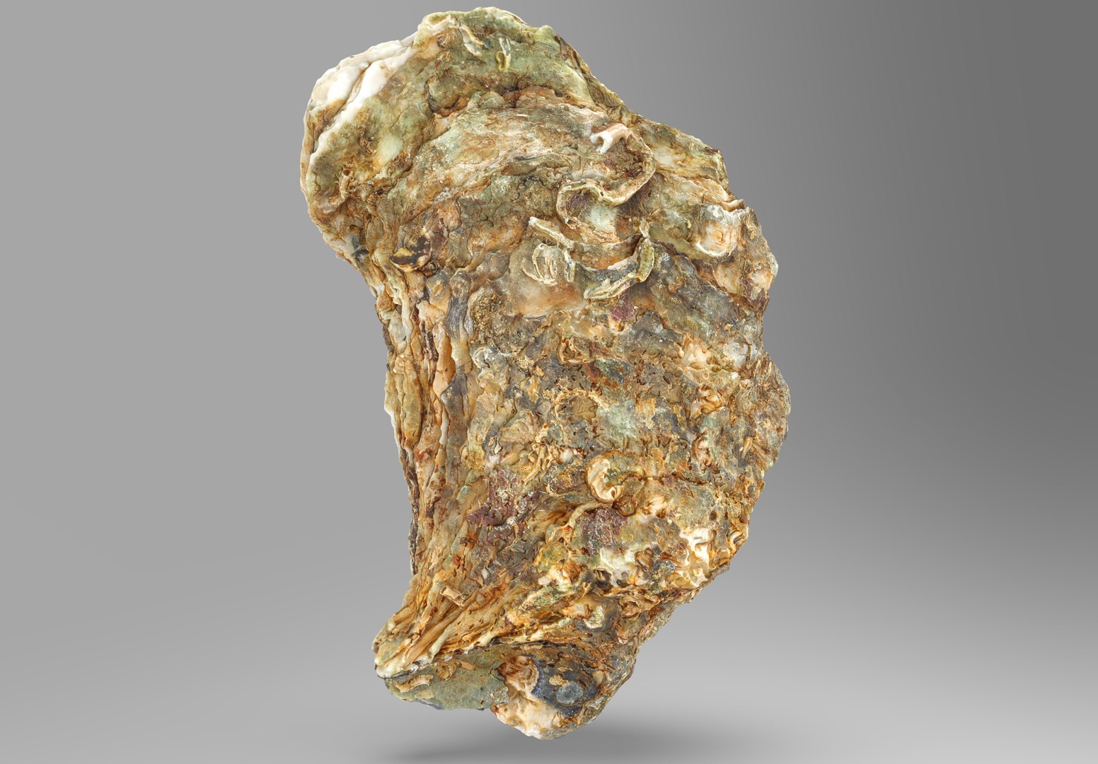 3D Oyster Mediterranean - TurboSquid 2045601