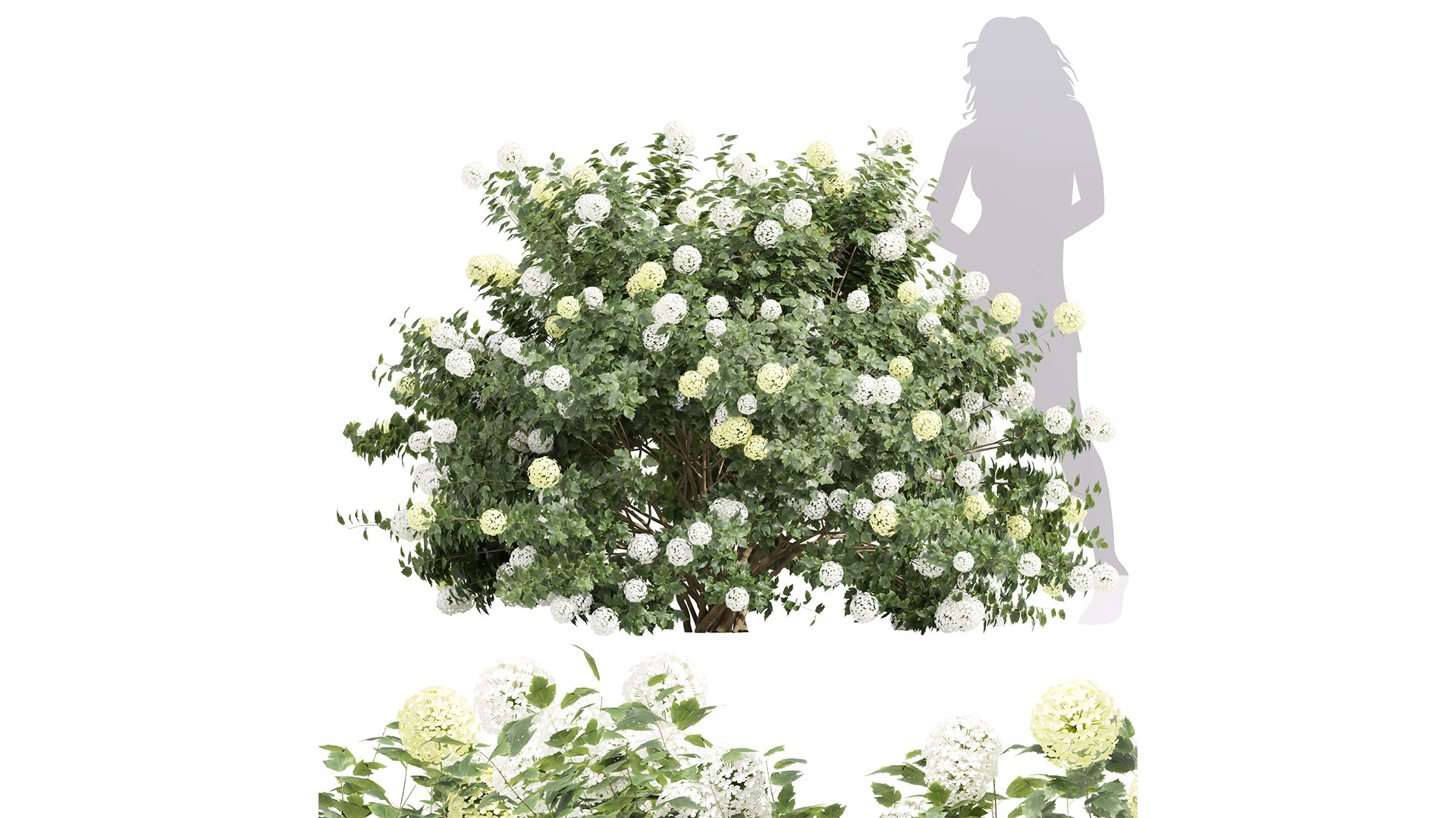 3D New Plant High Detail Viburnum Opulus Roseum - TurboSquid 2239749