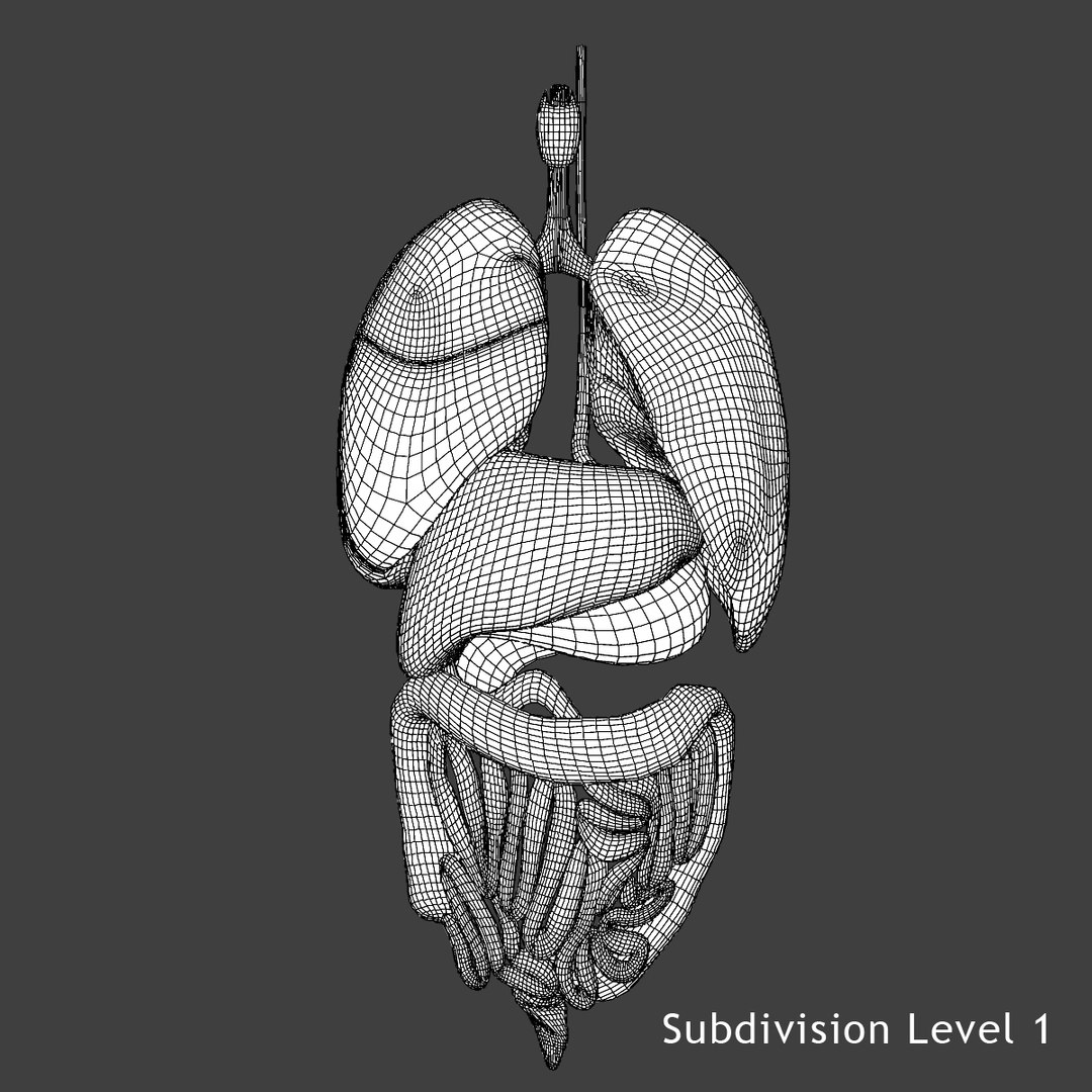 3d female torso anatomy combo