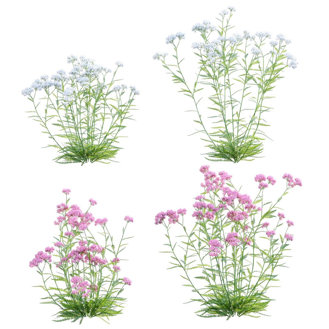 3D Achillea Millefolium - Yarrow 01 - TurboSquid 2128649