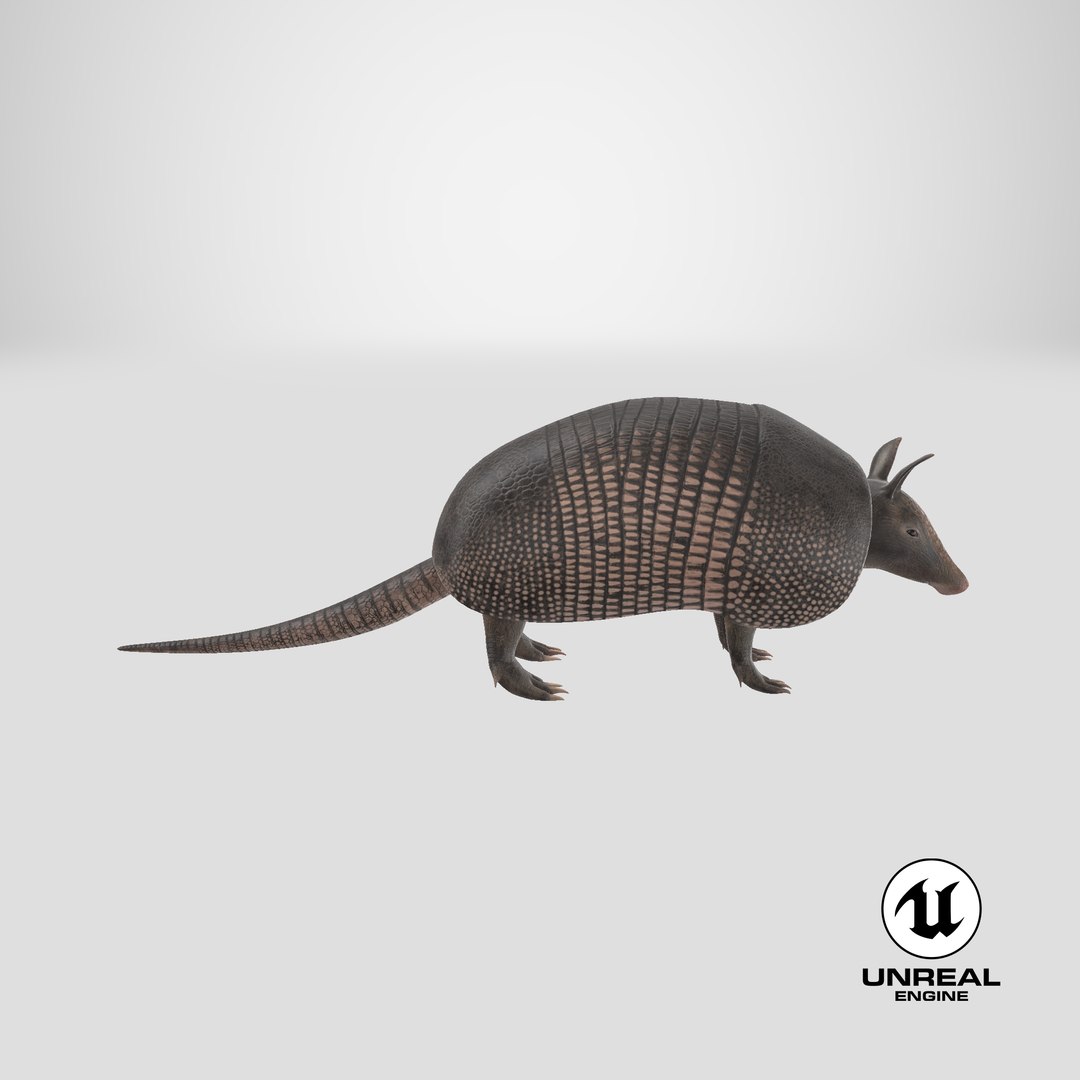 Armadillo pbr polys 3D model - TurboSquid 1281421