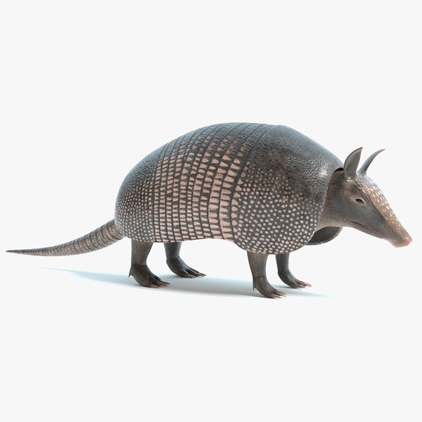 Armadillo pbr polys 3D model - TurboSquid 1281421