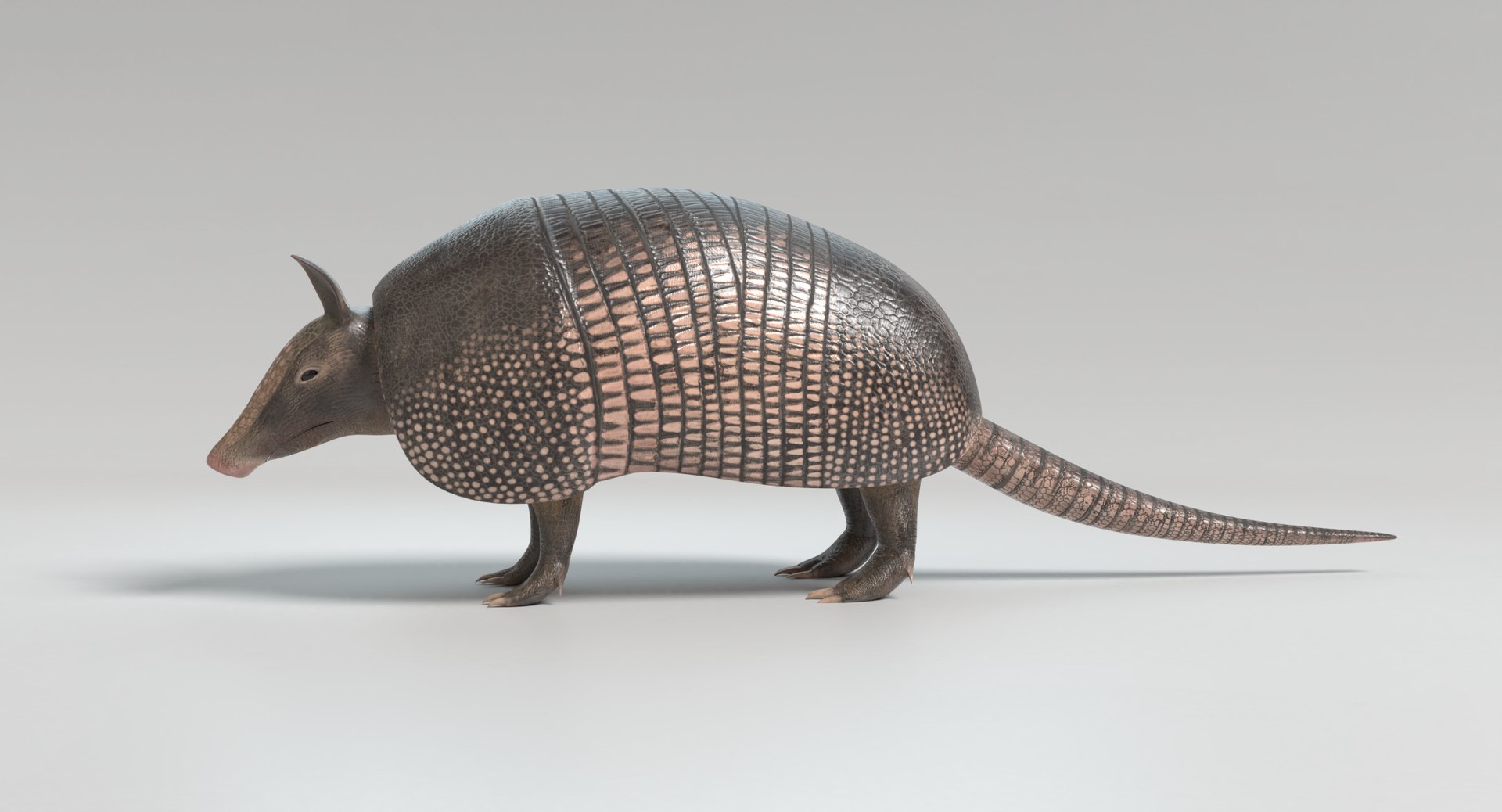 Armadillo pbr polys 3D model - TurboSquid 1281421