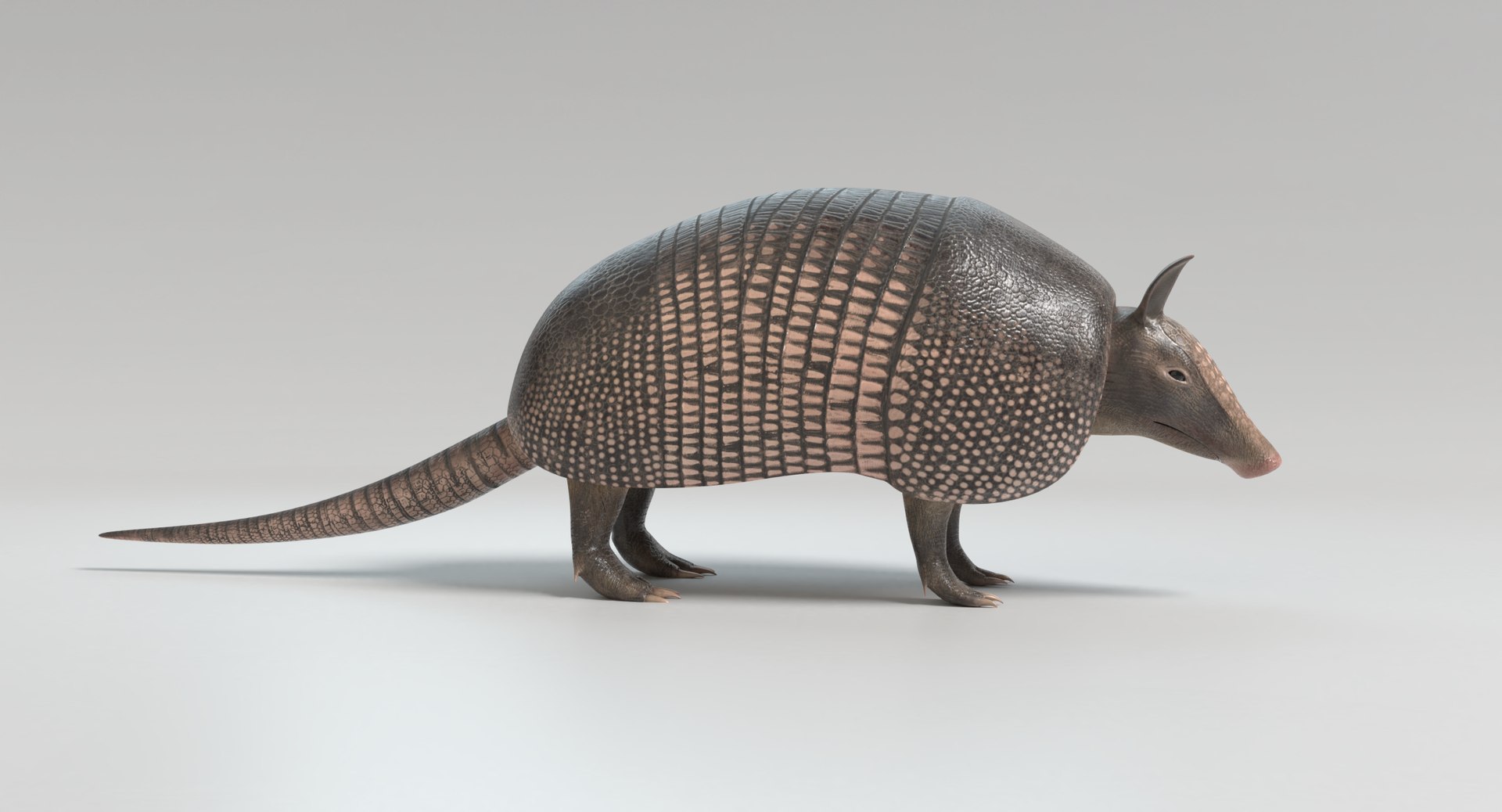 Armadillo pbr polys 3D model - TurboSquid 1281421