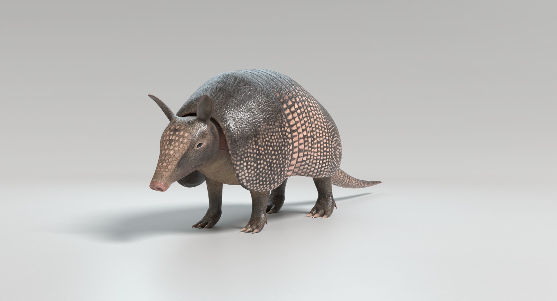 Armadillo pbr polys 3D model - TurboSquid 1281421