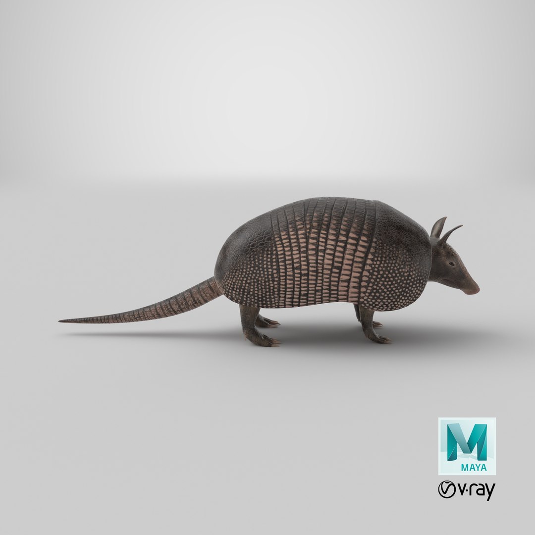 Armadillo pbr polys 3D model - TurboSquid 1281421