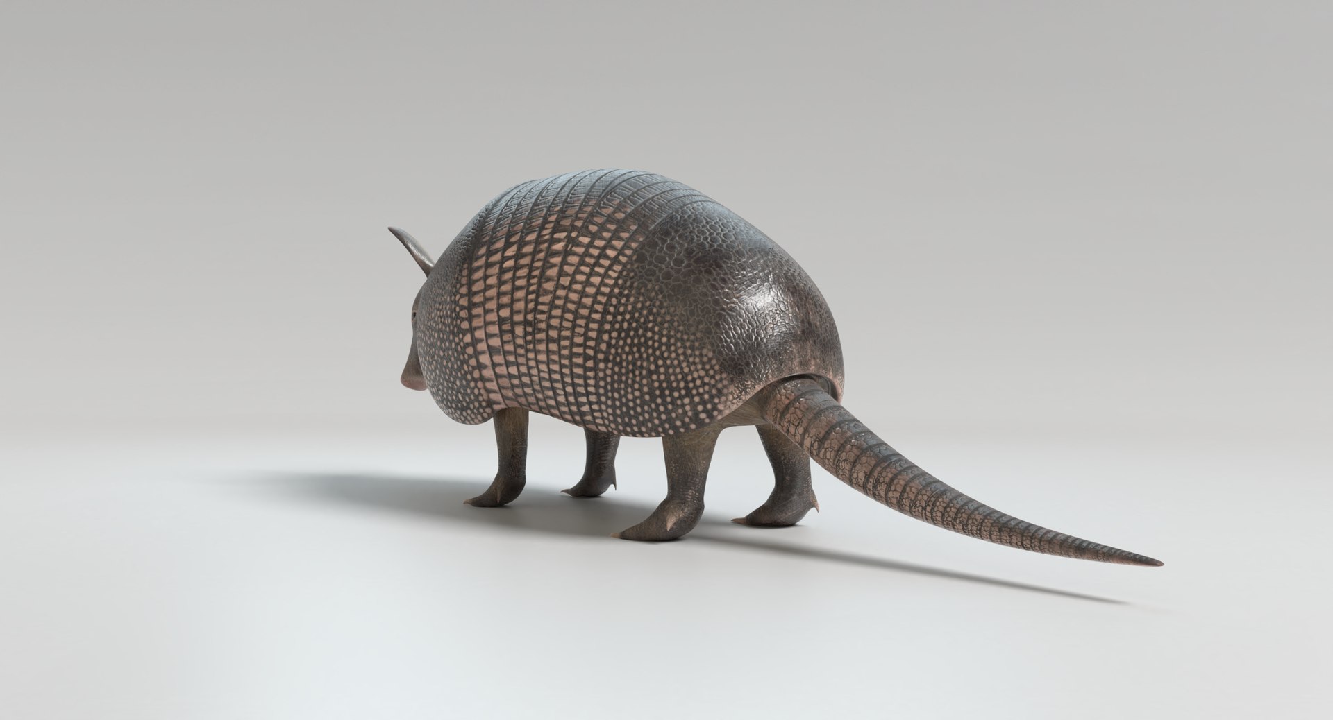 Armadillo pbr polys 3D model - TurboSquid 1281421