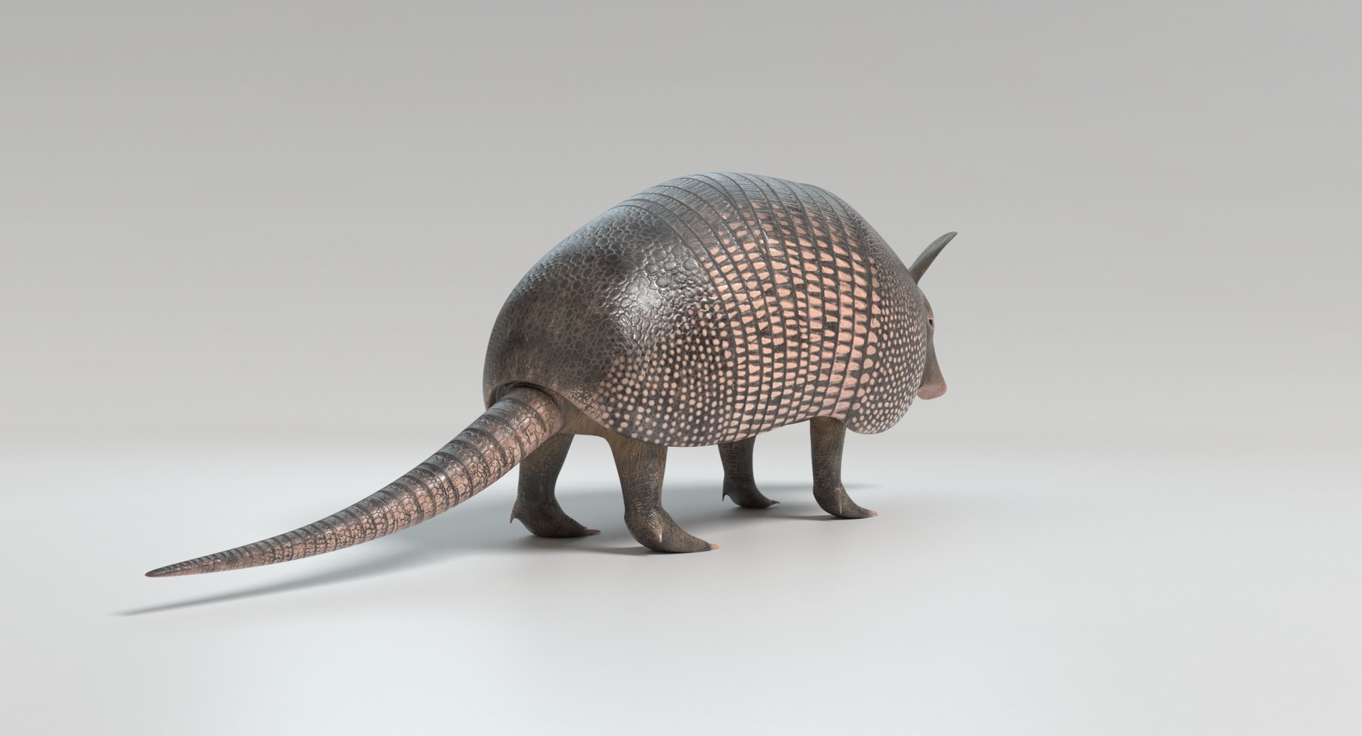Armadillo pbr polys 3D model - TurboSquid 1281421