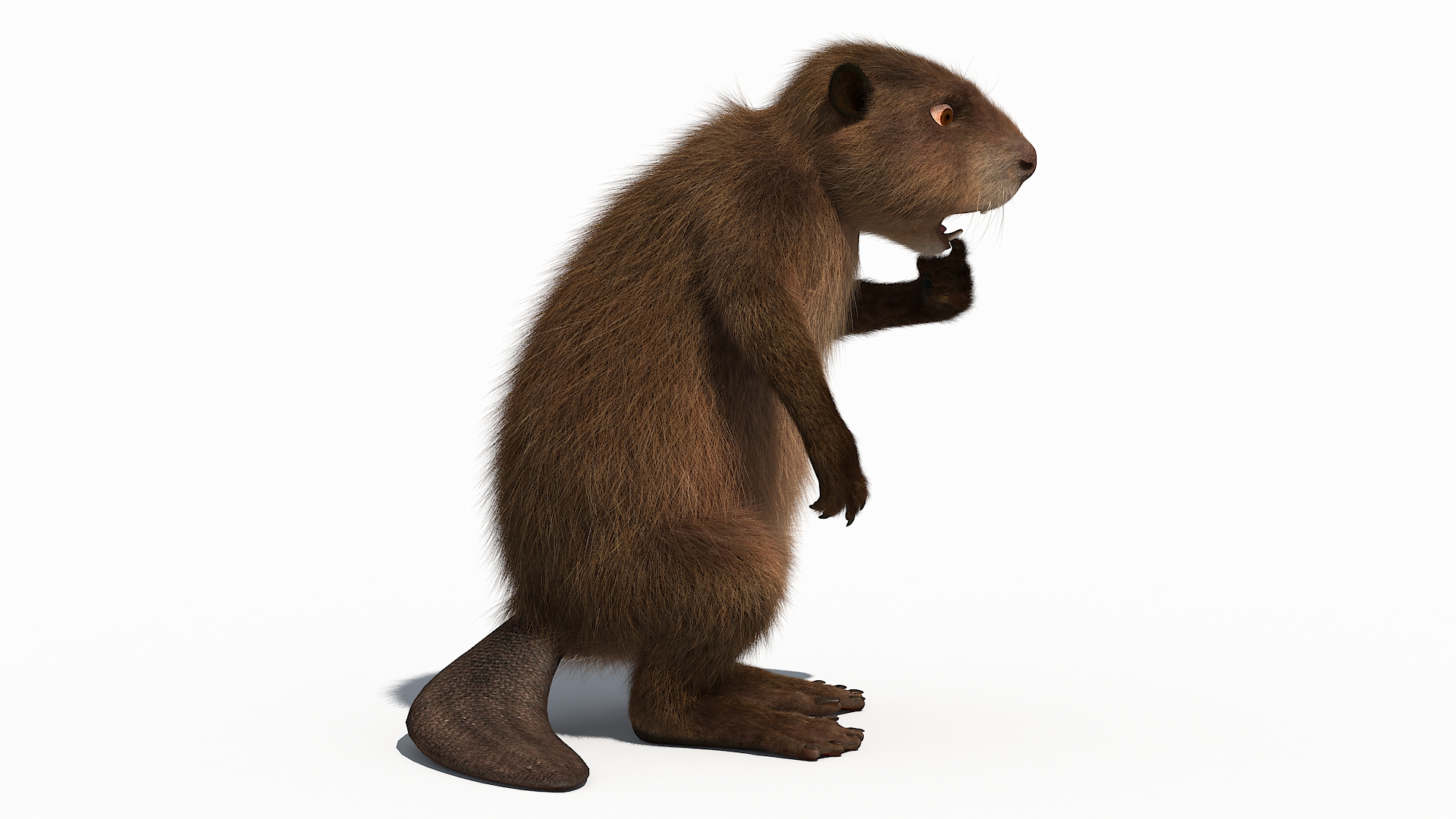 3D Cartoon Beaver model - TurboSquid 2142286