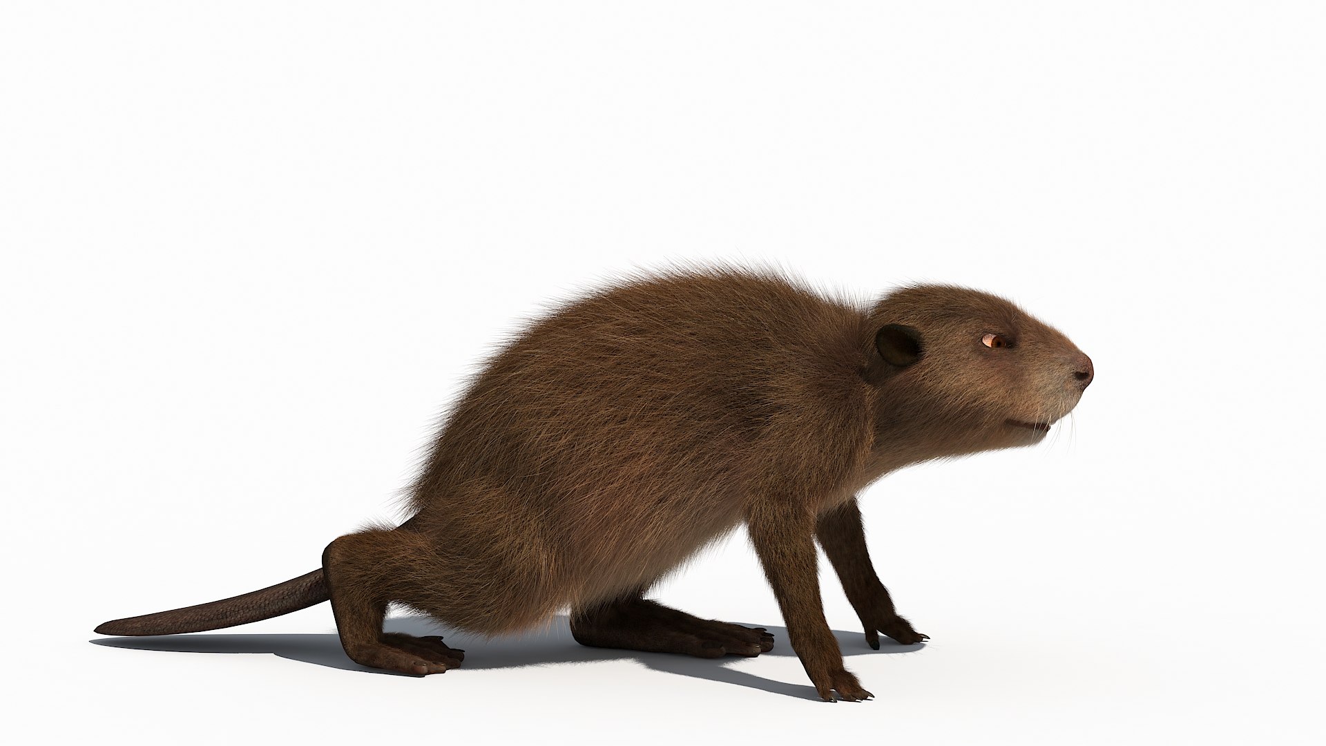 3D Cartoon Beaver model - TurboSquid 2142286