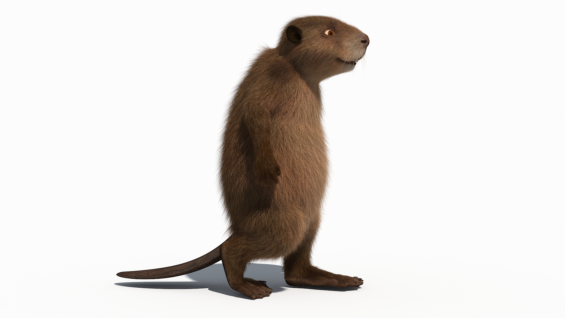 3D Cartoon Beaver model - TurboSquid 2142286