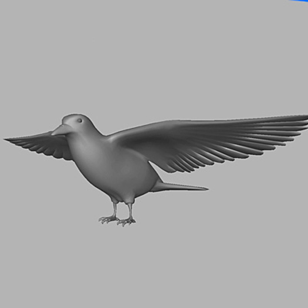Bird 3d Model