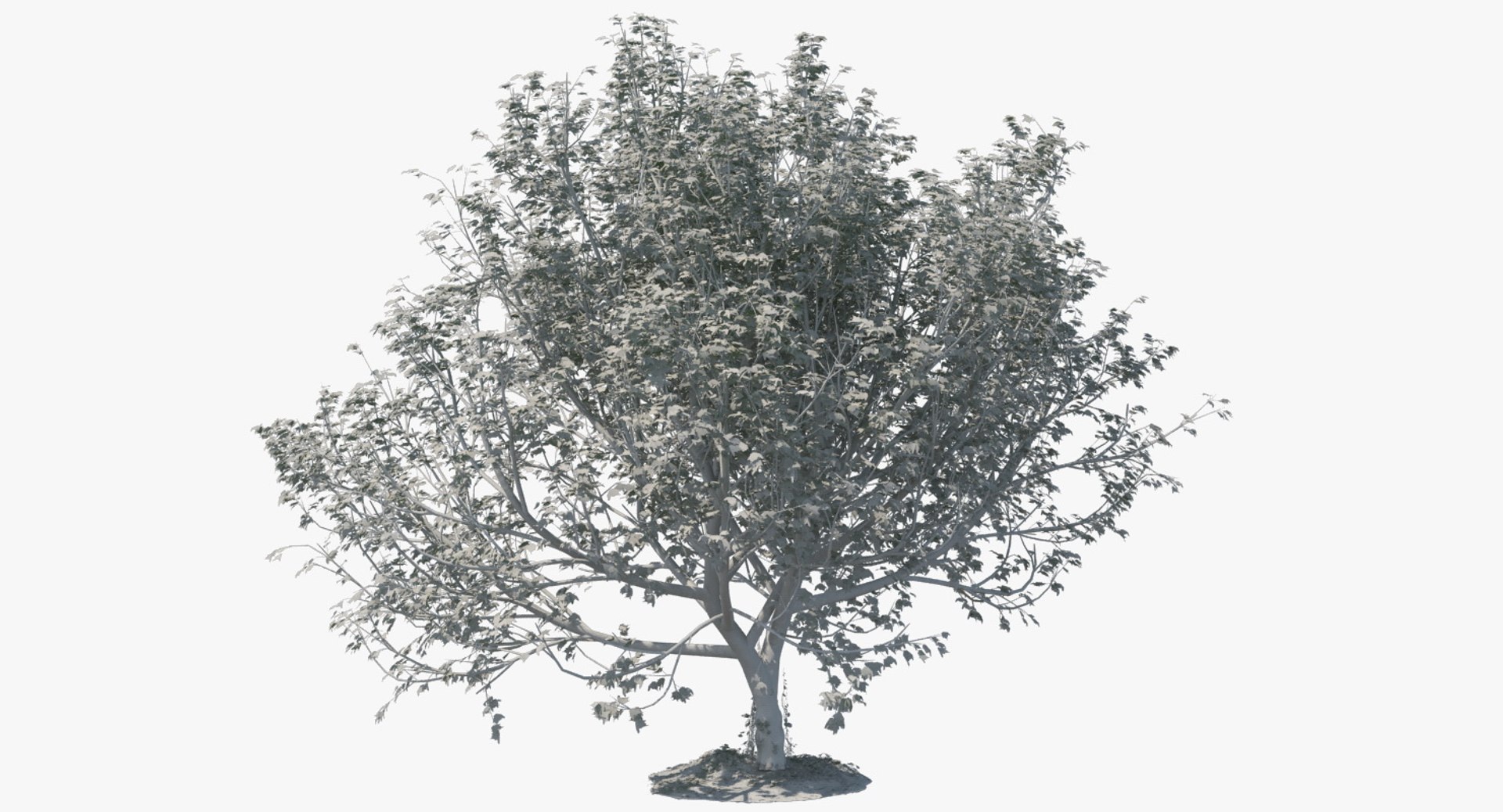 3D model realistic tree - TurboSquid 1209597