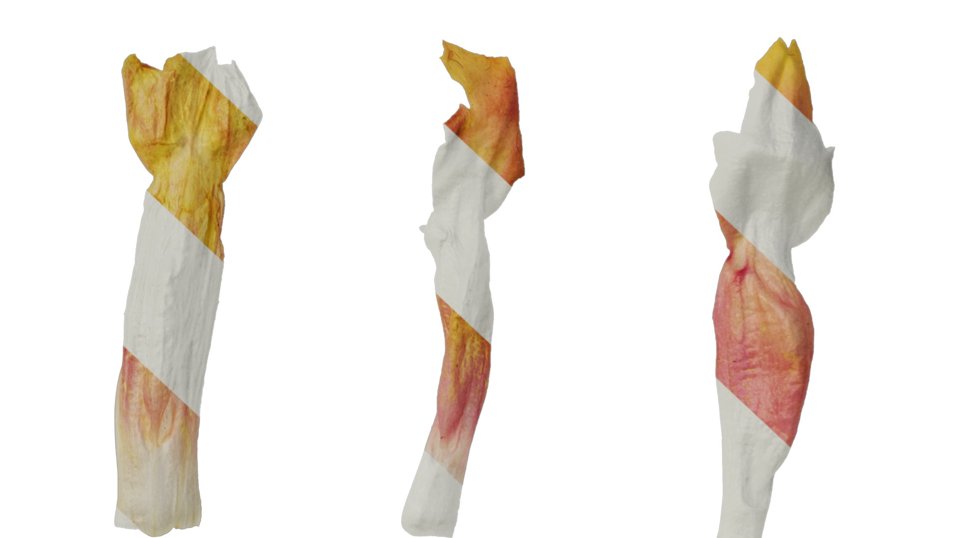 Anydrafts Salvia Jamensis Antonio Flower 02 Textures 3D Model ...