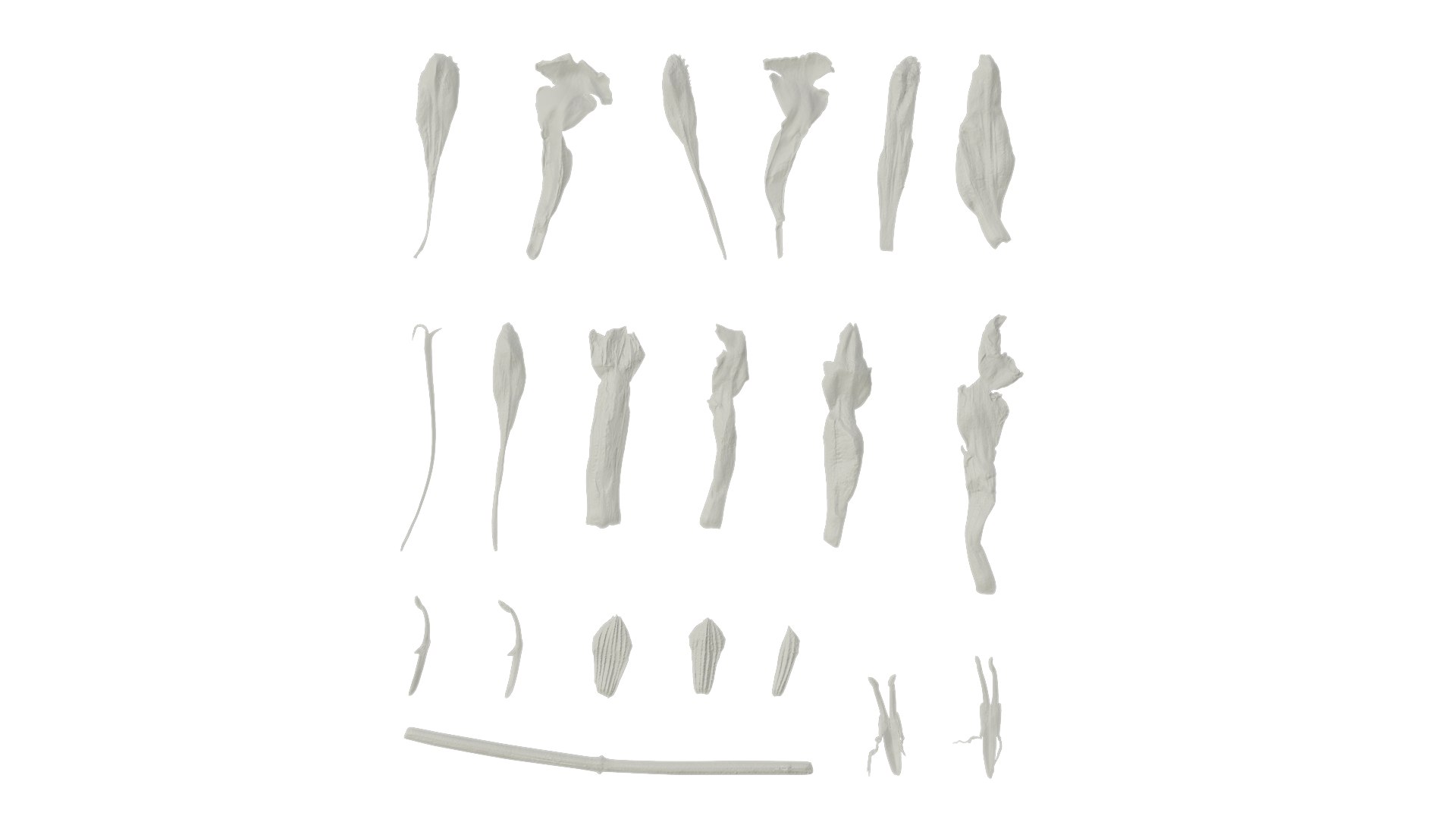 Anydrafts Salvia Jamensis Antonio Flower 02 Textures 3D Model ...