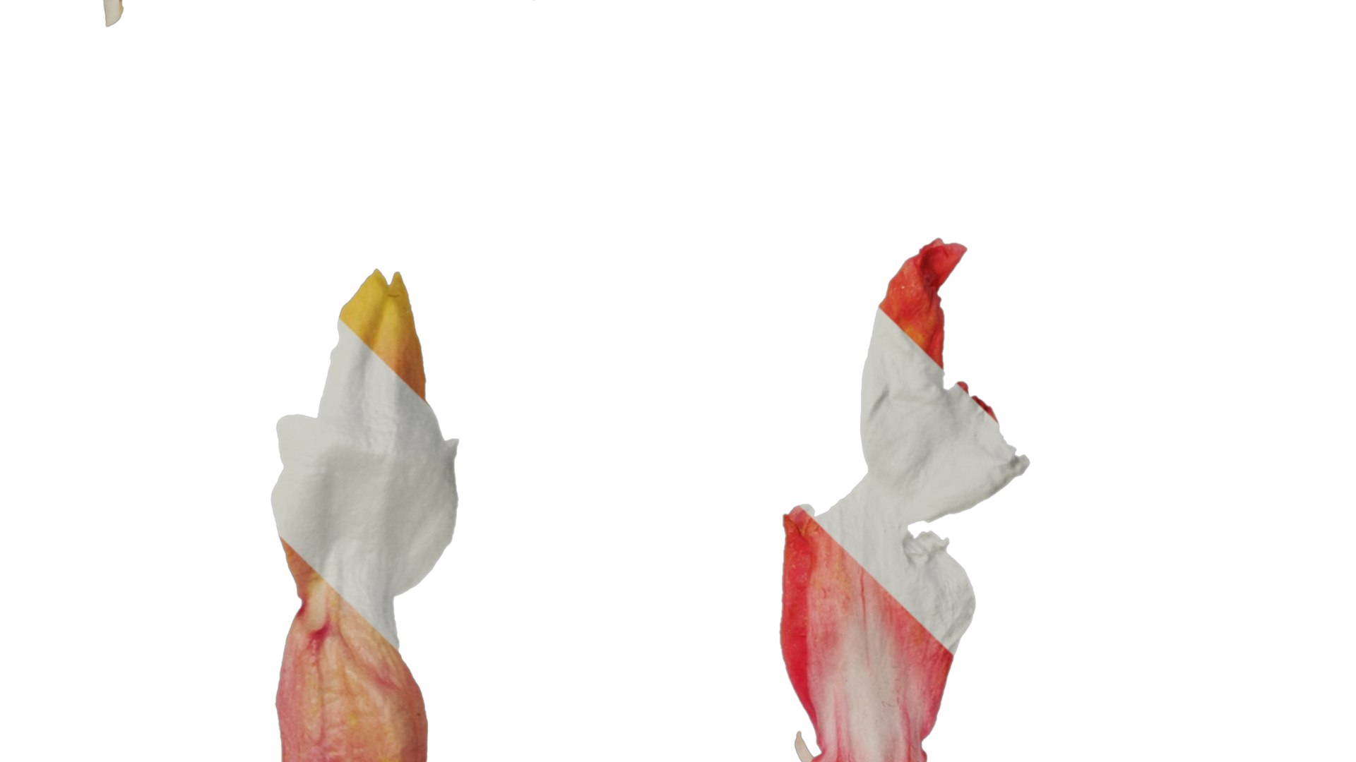 Anydrafts Salvia Jamensis Antonio Flower 02 Textures 3D Model ...