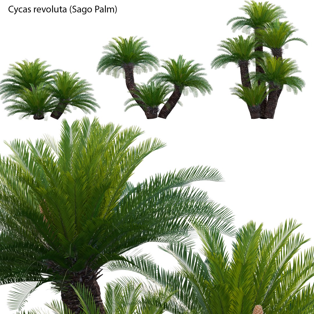 3D Cycas revoluta - Sago Palm 02 - TurboSquid 1991279
