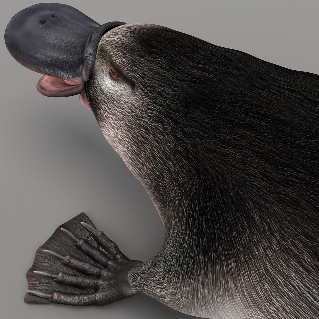 platypus 3d model