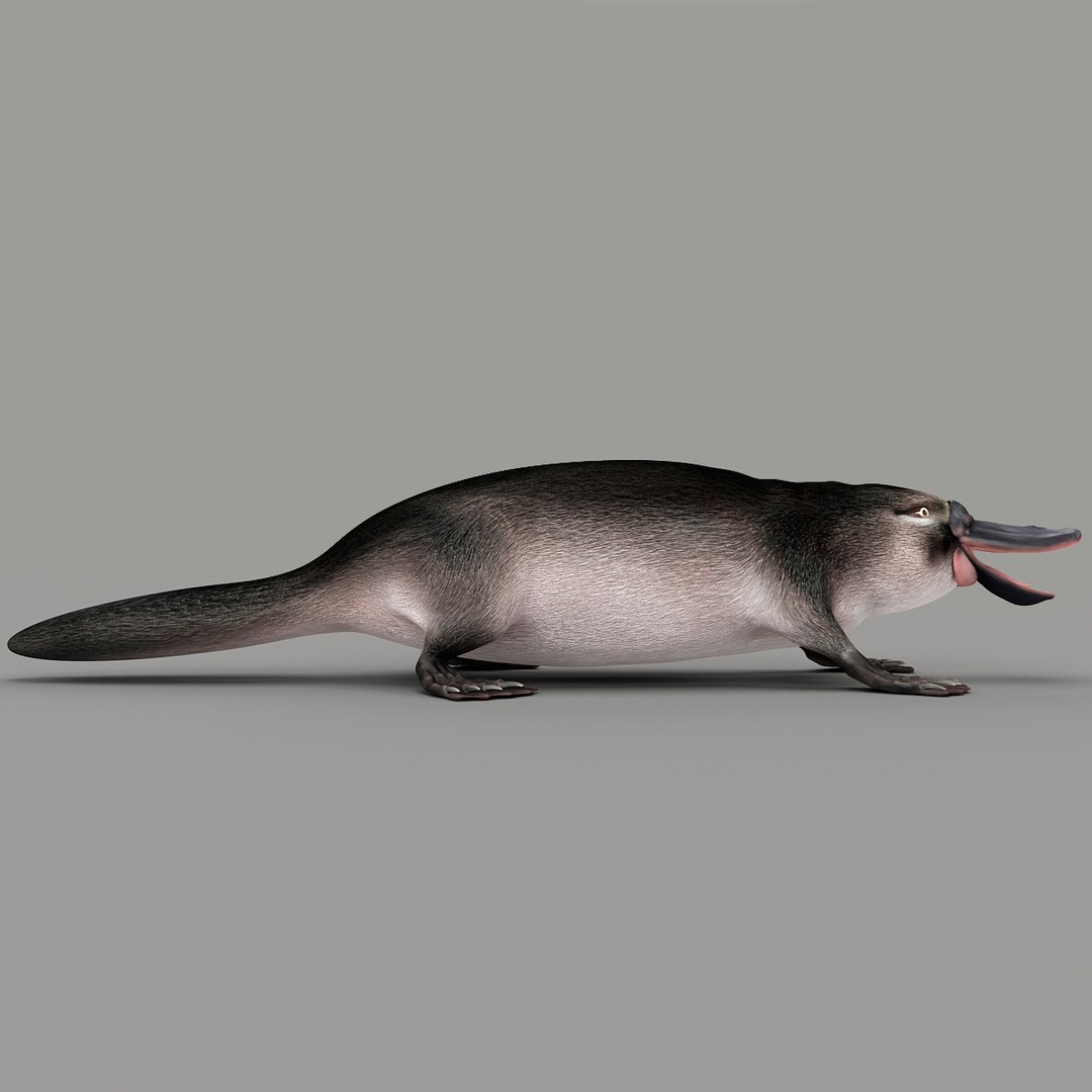Platypus 3d Model