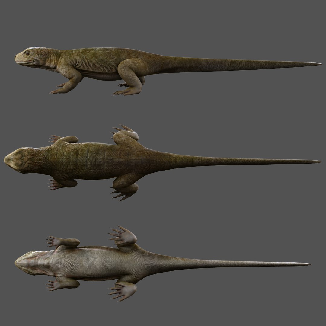 3d lizard rigged model