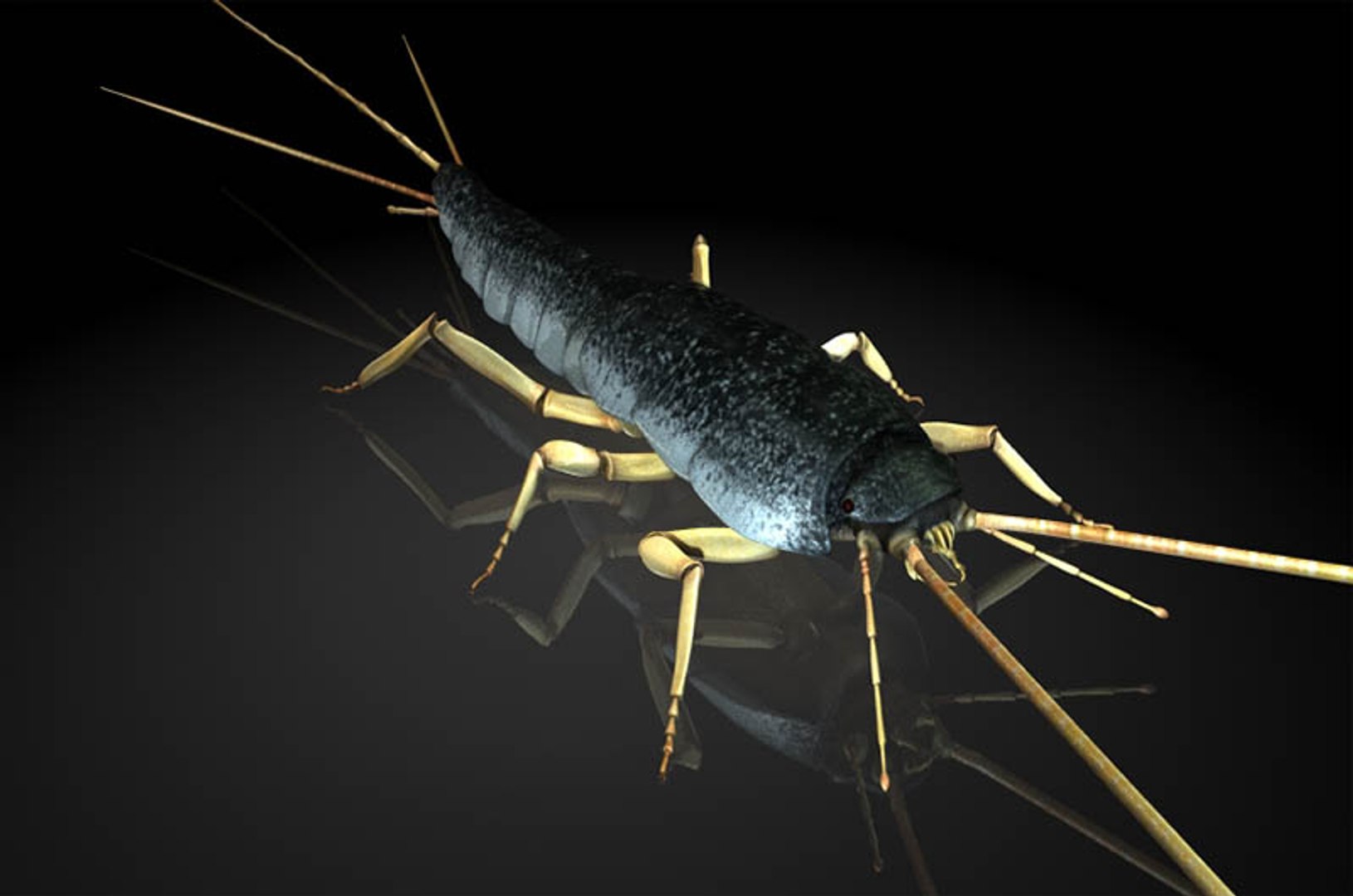 3D zygentoma lepisma serricom model - TurboSquid 1327066