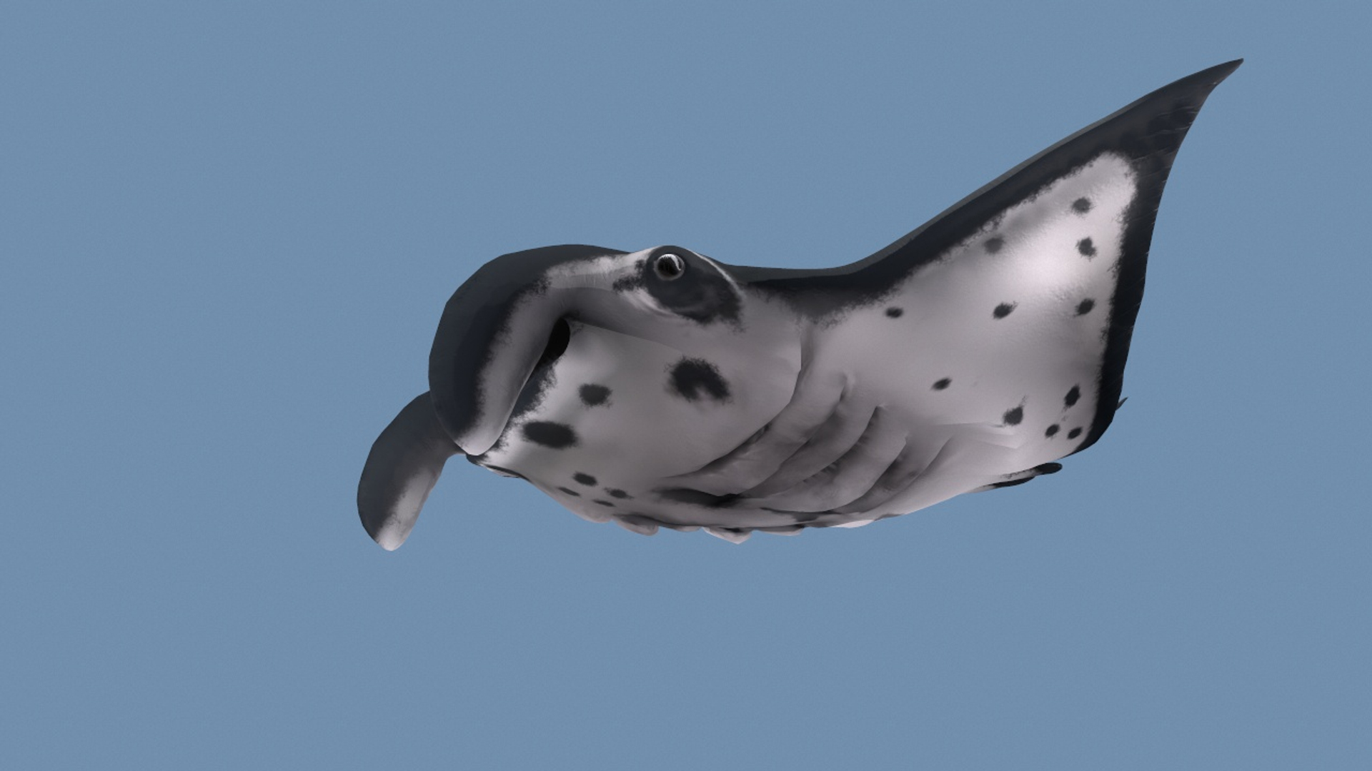 3D Manta Stingray Animations 6 - TurboSquid 1505677