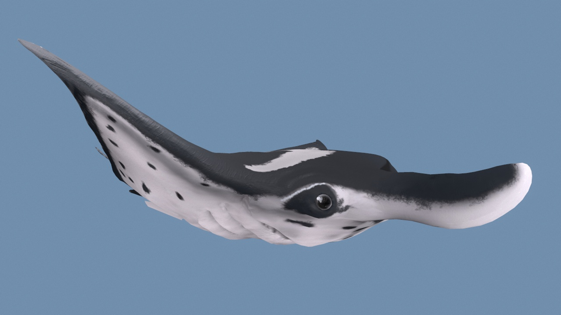 3D Manta Stingray Animations 6 - TurboSquid 1505677